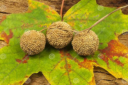 Plane tree fruits stock image. Image of seasonal, season - 27106319