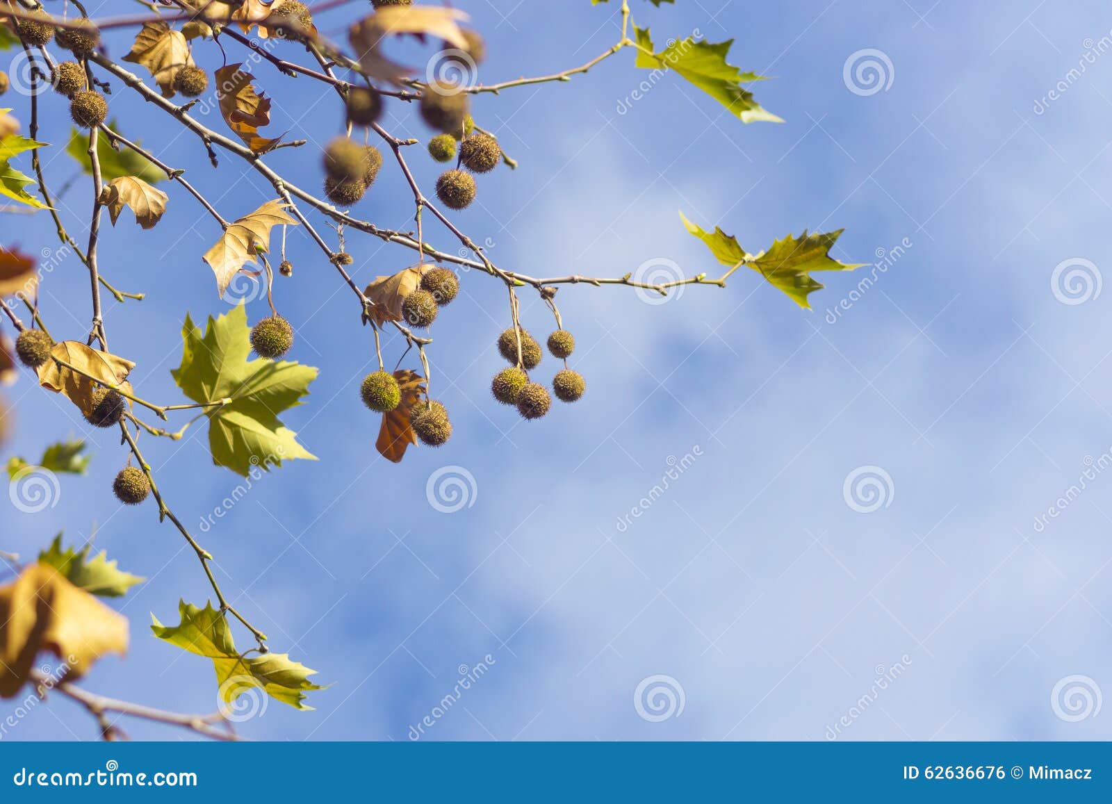 Plane Tree Fruits in Autumn Stock Photo - Image of dried, outdoor: 62636676