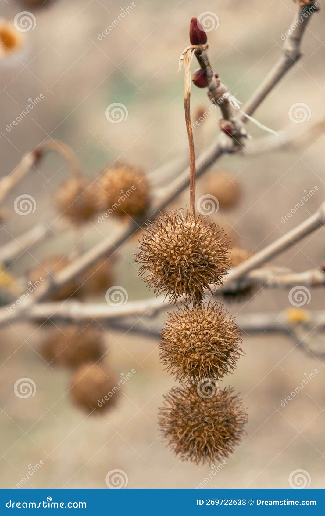 Plane Tree Fruits in Early Spring Stock Image - Image of brown, ball ...