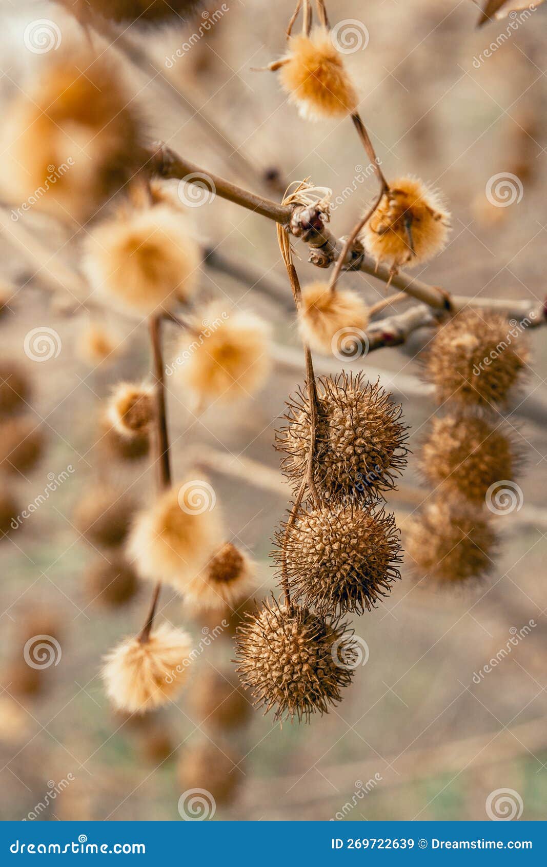 Plane Tree Fruits in Early Spring Stock Image - Image of brown, ball ...