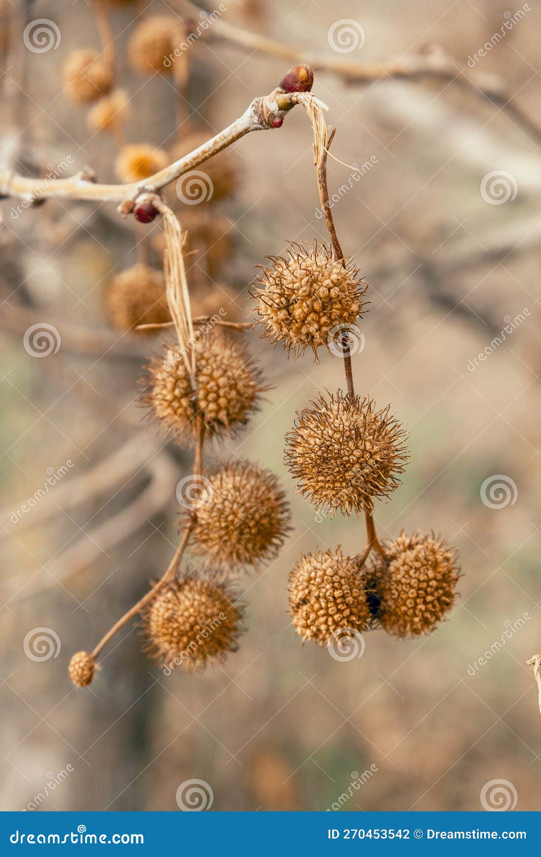 Plane Tree Fruits in Early Spring Stock Photo - Image of nature, seed ...