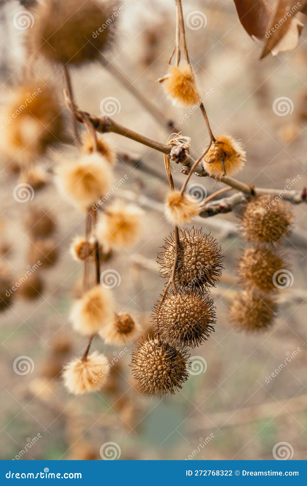 Plane Tree Fruits in Early Spring Stock Photo - Image of garden, brown ...