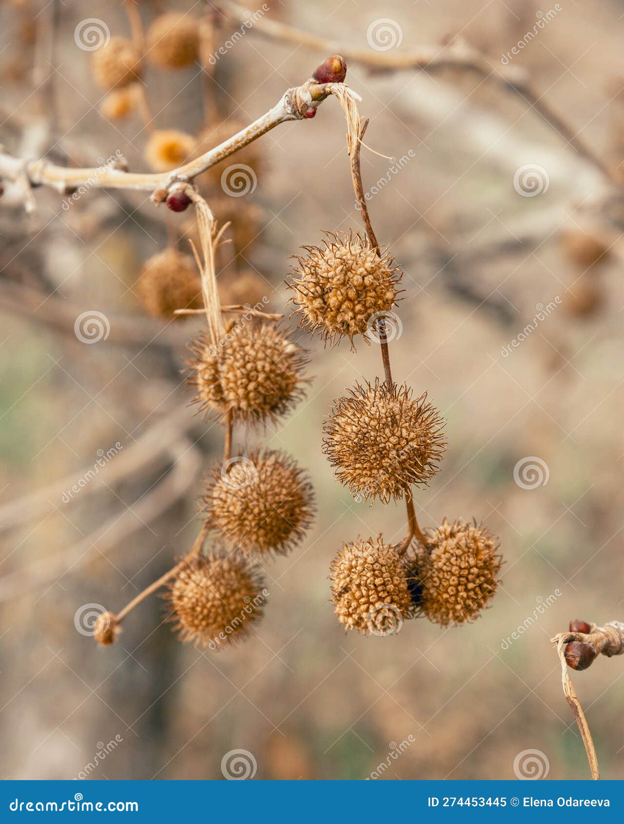 Plane Tree Fruits in Early Spring Stock Image - Image of plane, yellow ...
