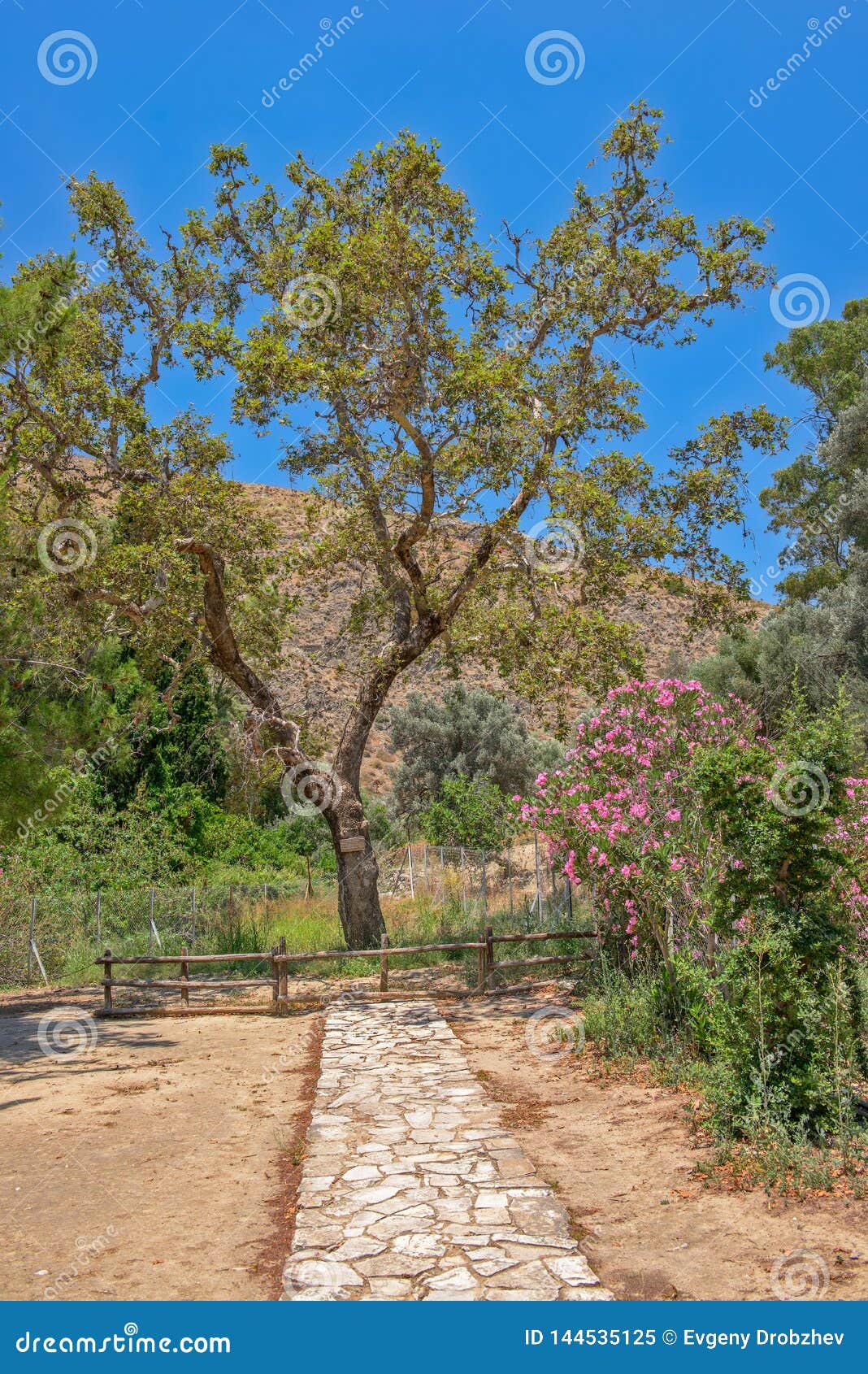 The Plane Tree of Gortys on Crete Stock Image - Image of zeus, flowers ...