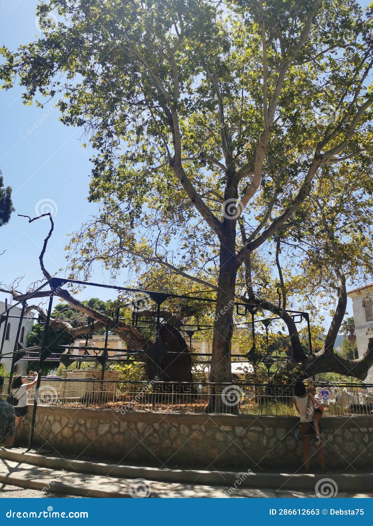 Plane Tree of Hippocrates, Kos Stock Image - Image of tree, plane ...