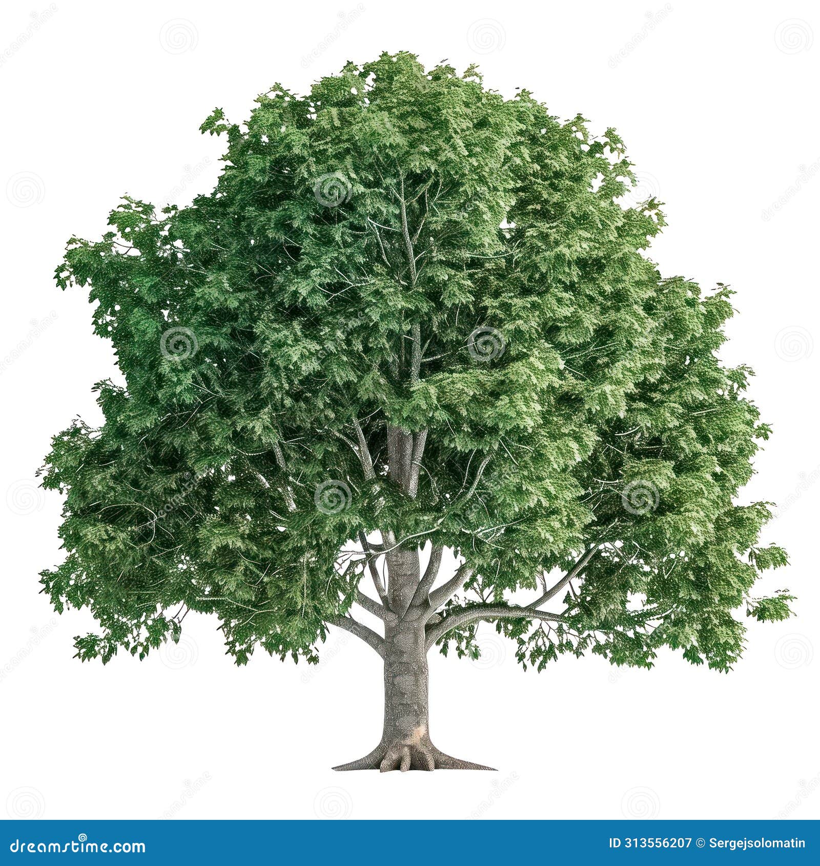 Plane Tree Isolated on a White or Transparent Background. Plane Tree ...