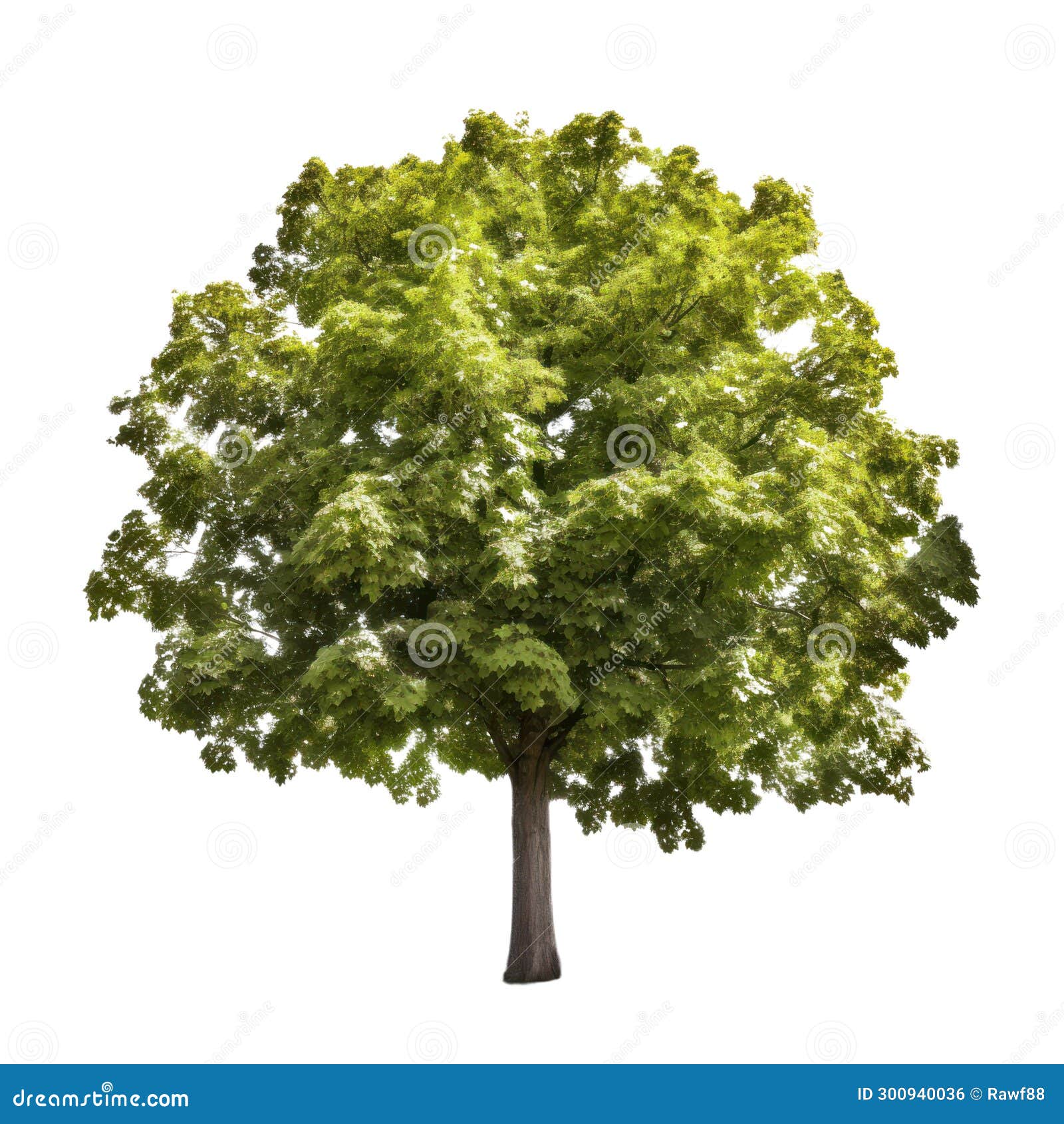Plane Tree Isolated On White Transparent Background Royalty-Free Stock ...