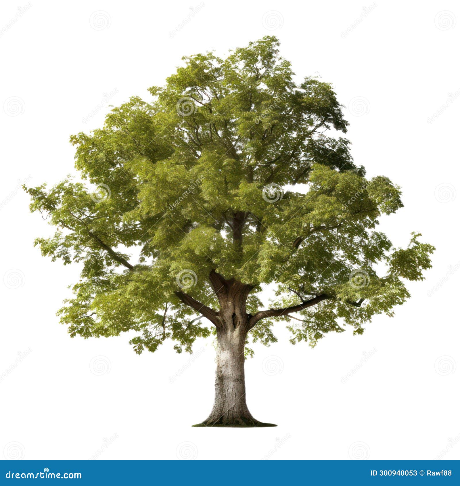 Plane Tree Drawing, Platanus Acerifolia Royalty-Free Stock Photo ...