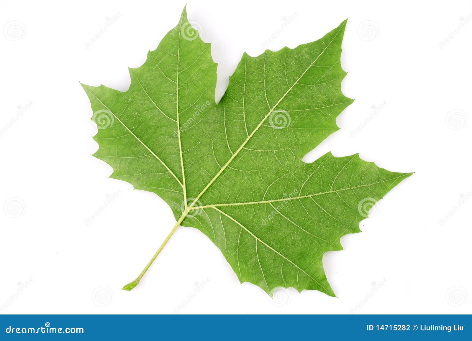 Plane Tree Leaf Stock Photography - Image: 14715282