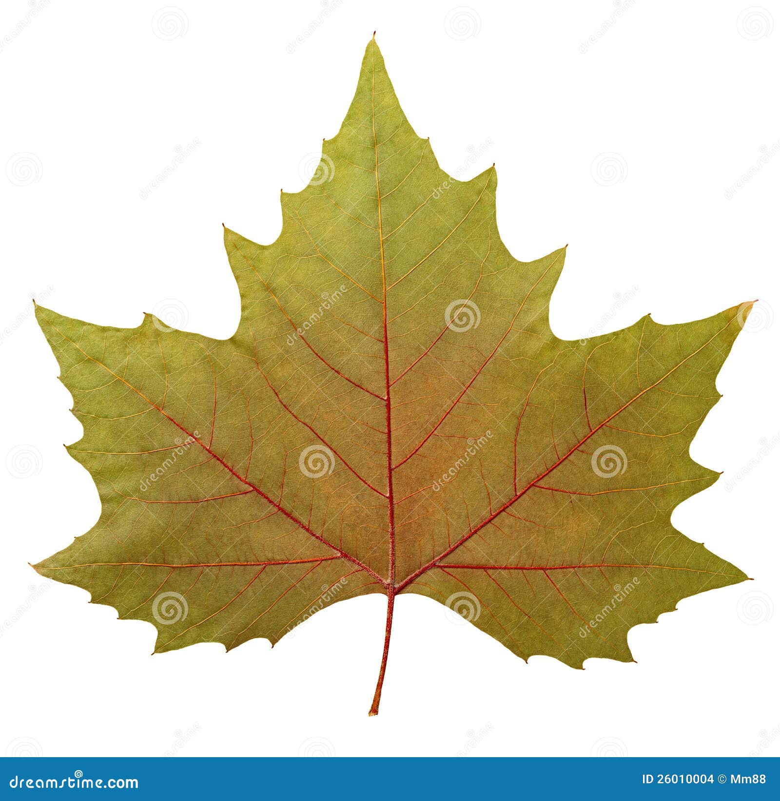 Plane Tree Bark Texture Royalty-Free Stock Image | CartoonDealer.com ...