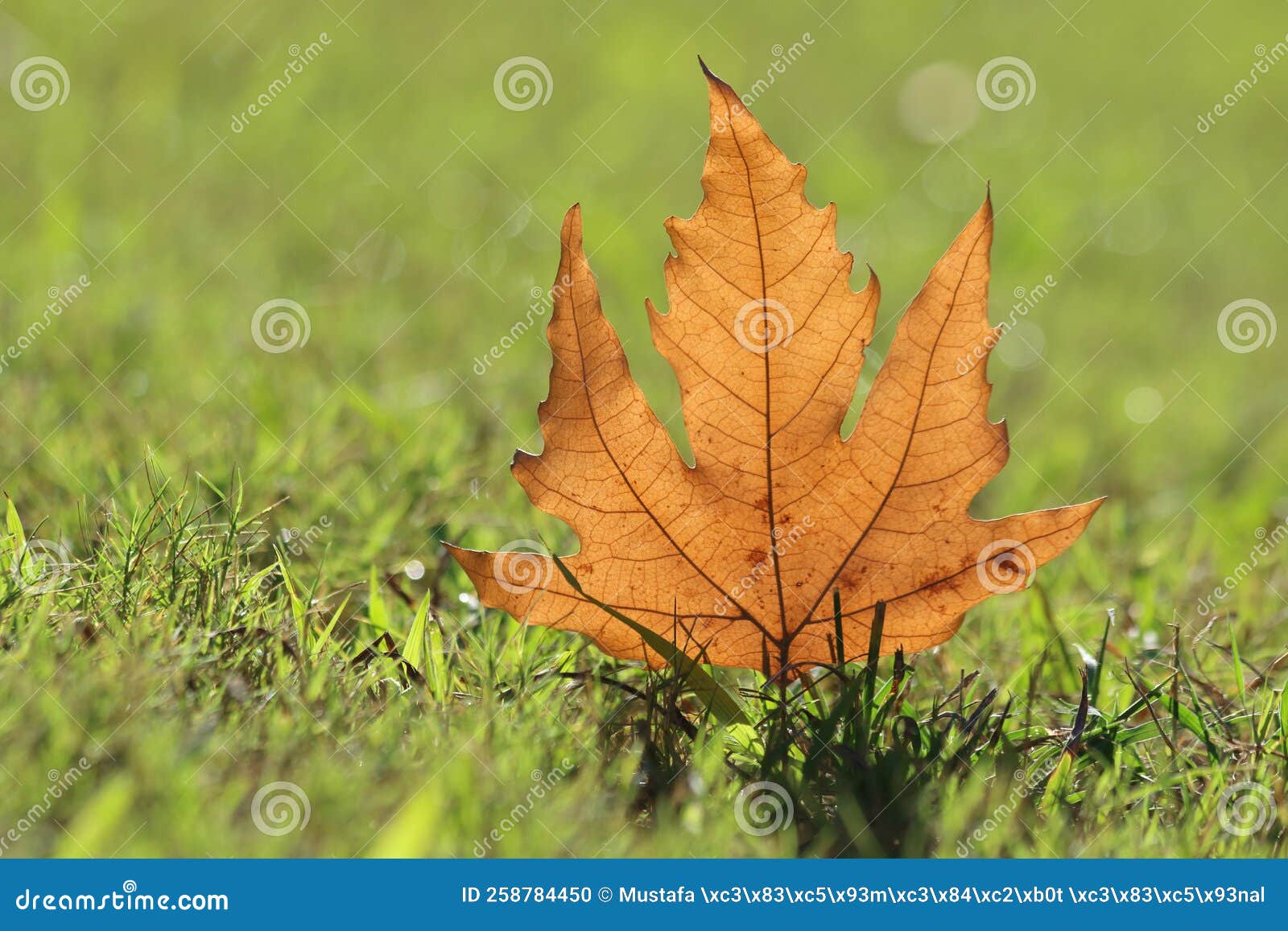 A Plane Tree Leaf in Autumn Stock Photo - Image of autumn, meadow ...