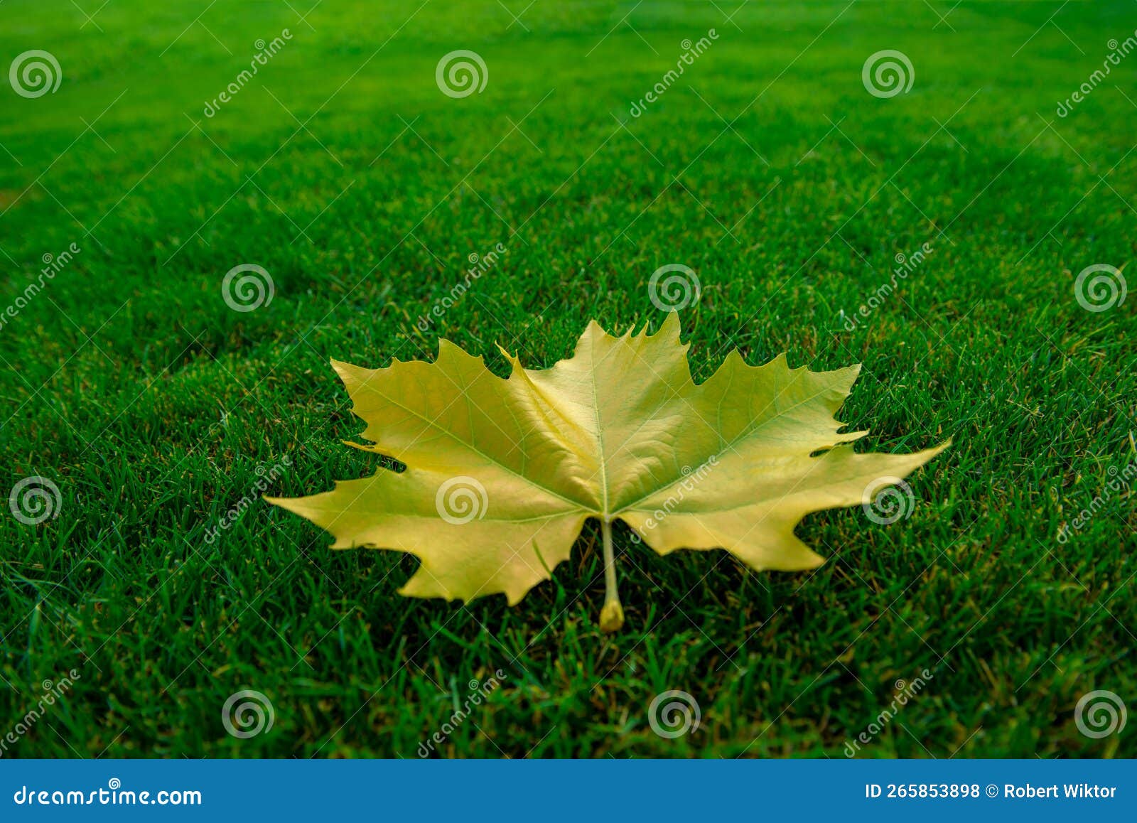 Plane tree leaf on lawn stock photo. Image of indian - 265853898