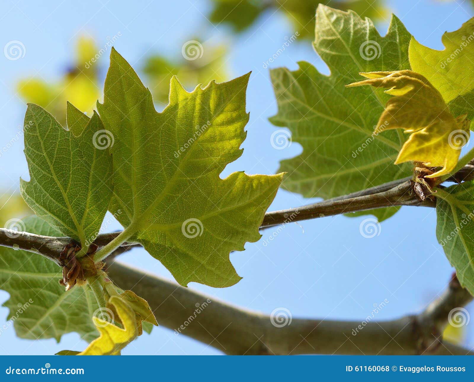 Plane Tree Leaves Stock Photos - Royalty Free Stock Images