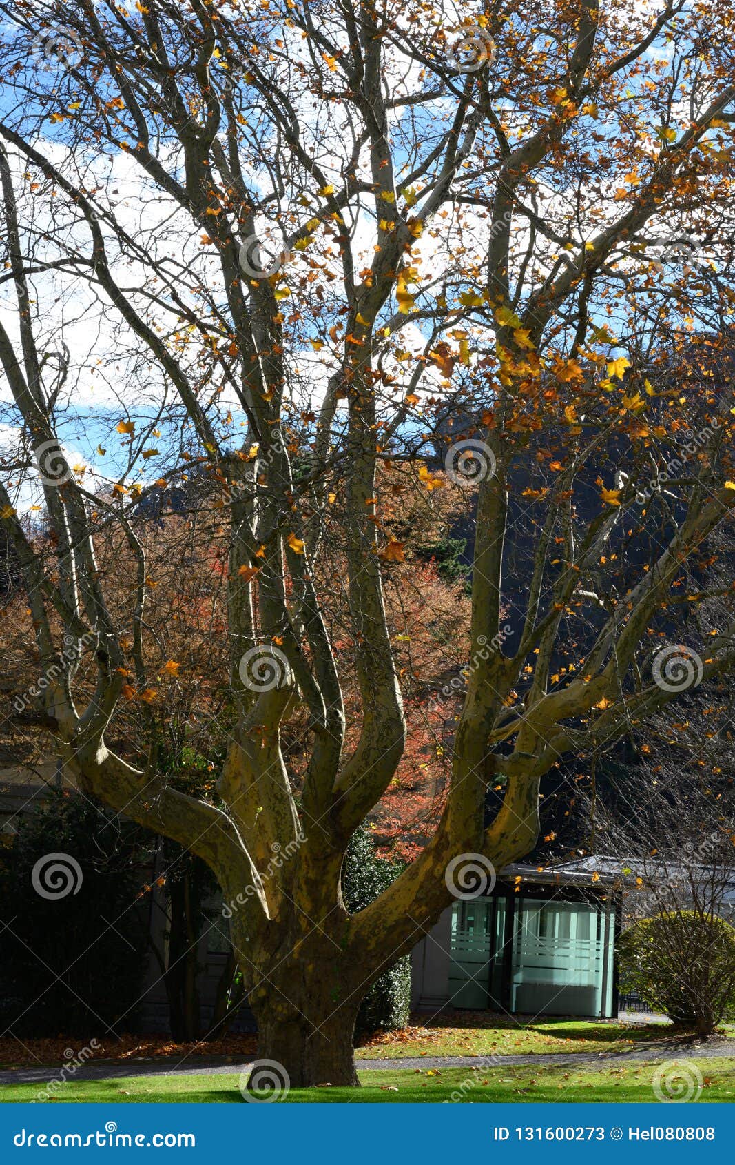 Bare plane tree in autumn stock image. Image of natural - 131600273