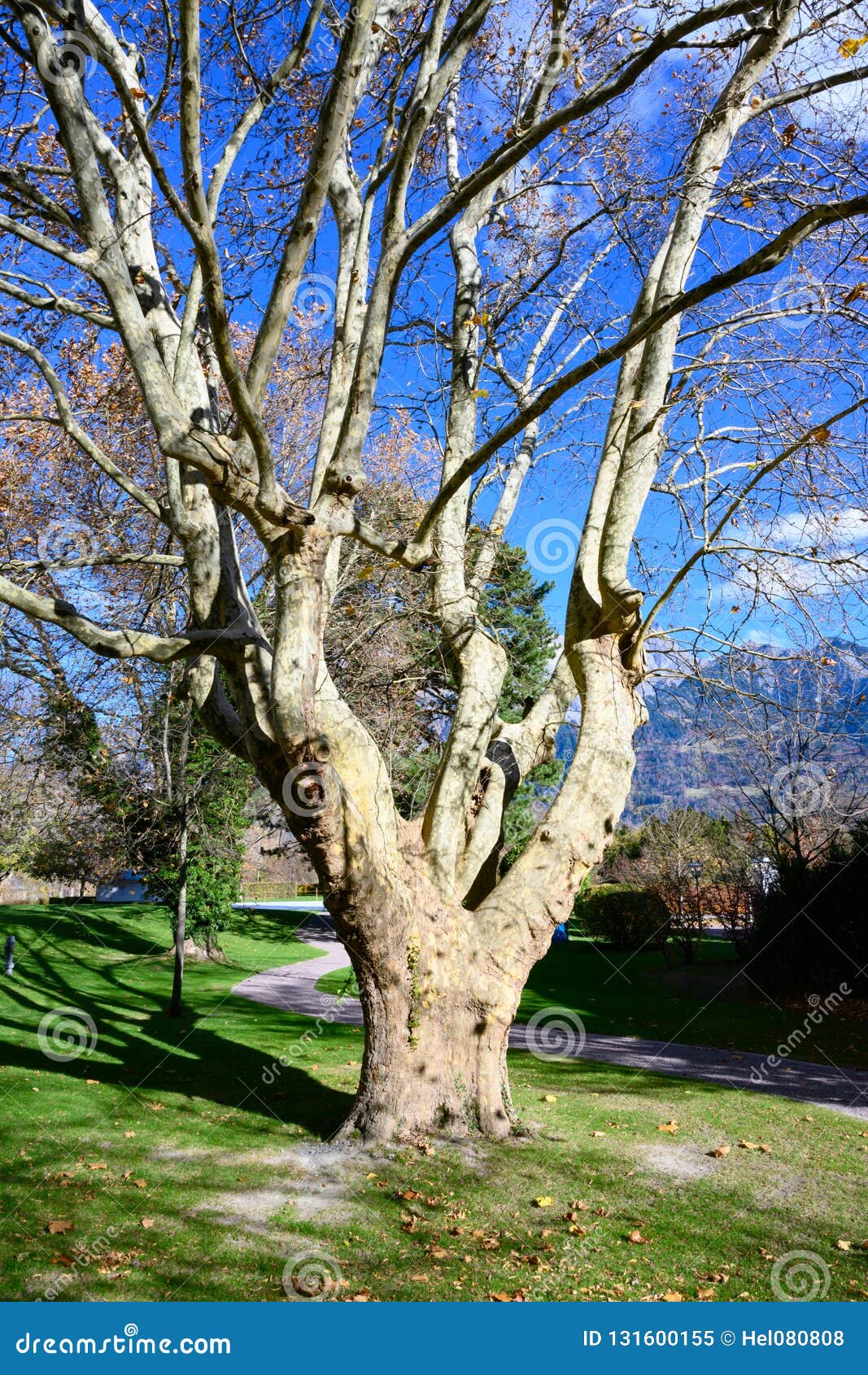 Bare Plane Tree in Autumn, Platanus. Stock Image - Image of mountains ...
