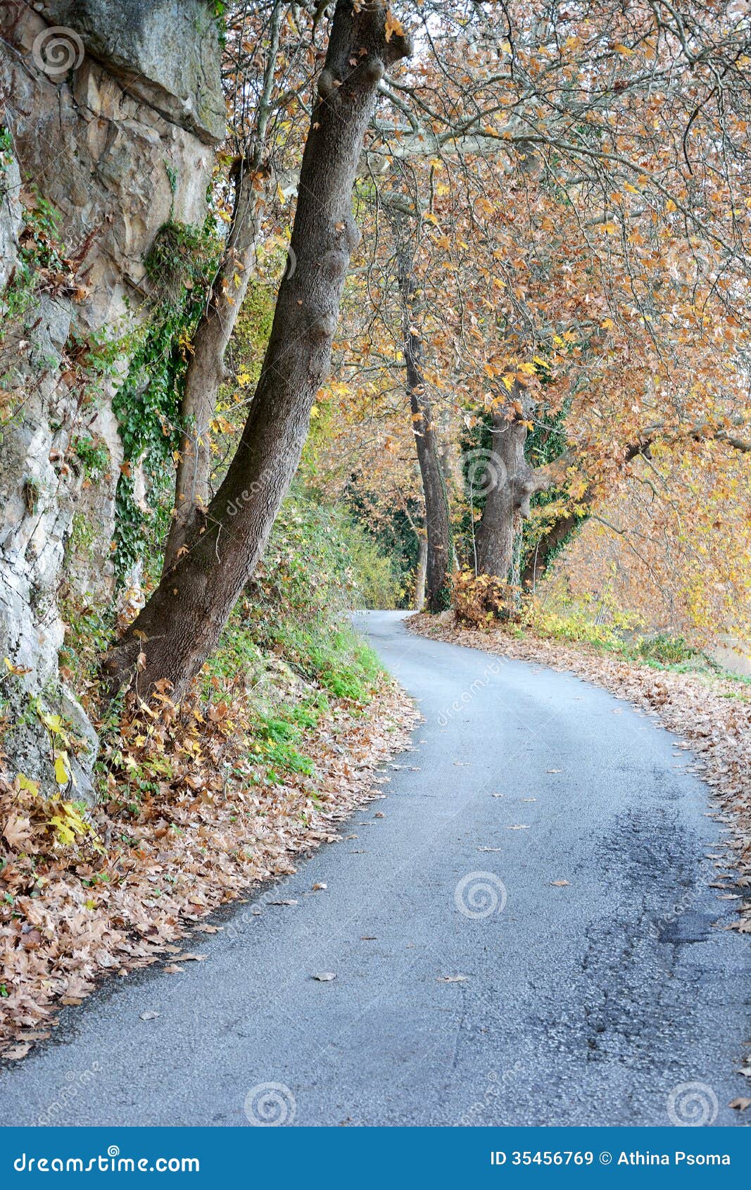 Plane tree pathway stock image. Image of claiming, tree - 35456769