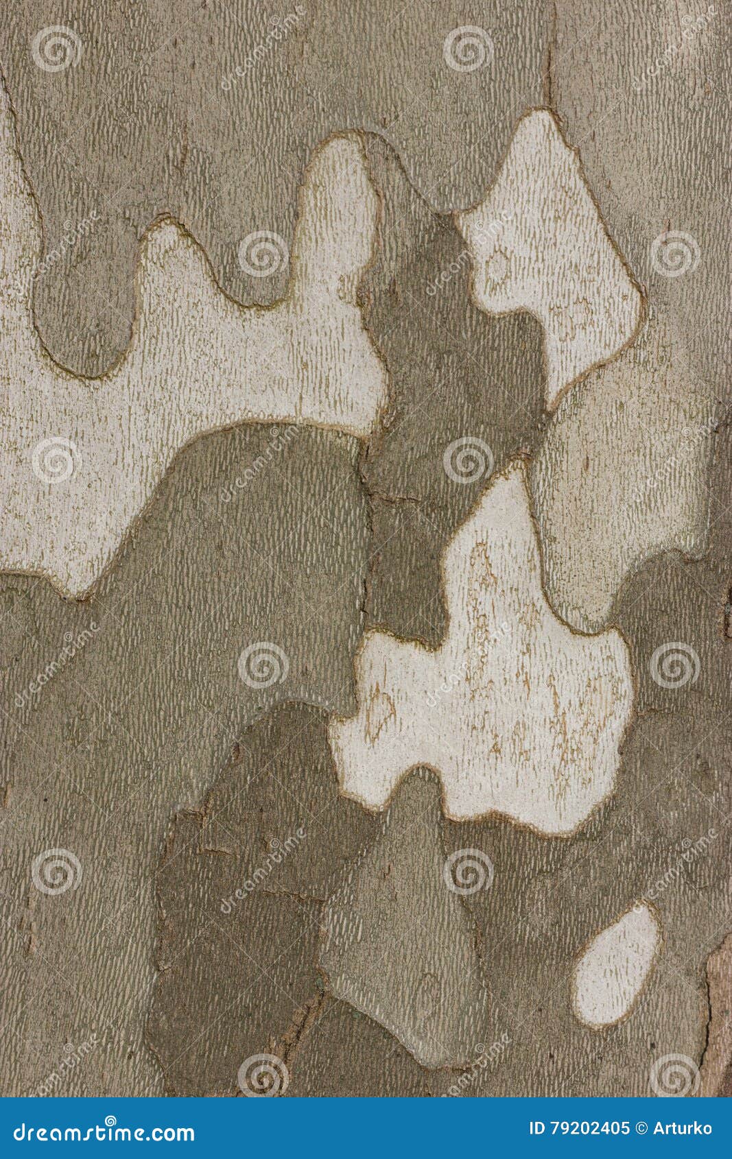 Plane Tree or Platanus Bark Texture Stock Image - Image of plane ...