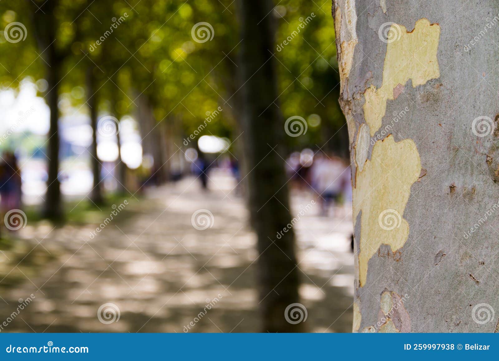 Plane Tree and the Promenade in Balatonfured Stock Photo - Image of ...