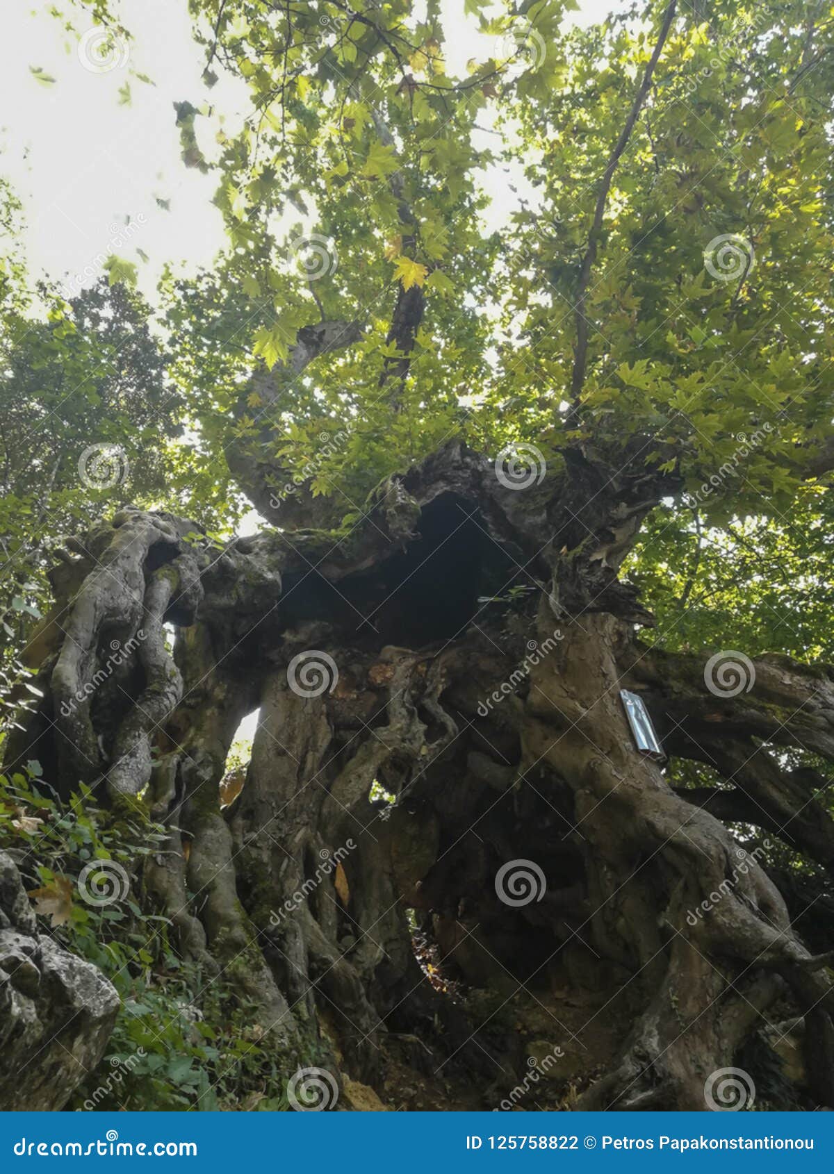 Plane tree roots stock photo. Image of forest, botanic - 125758822