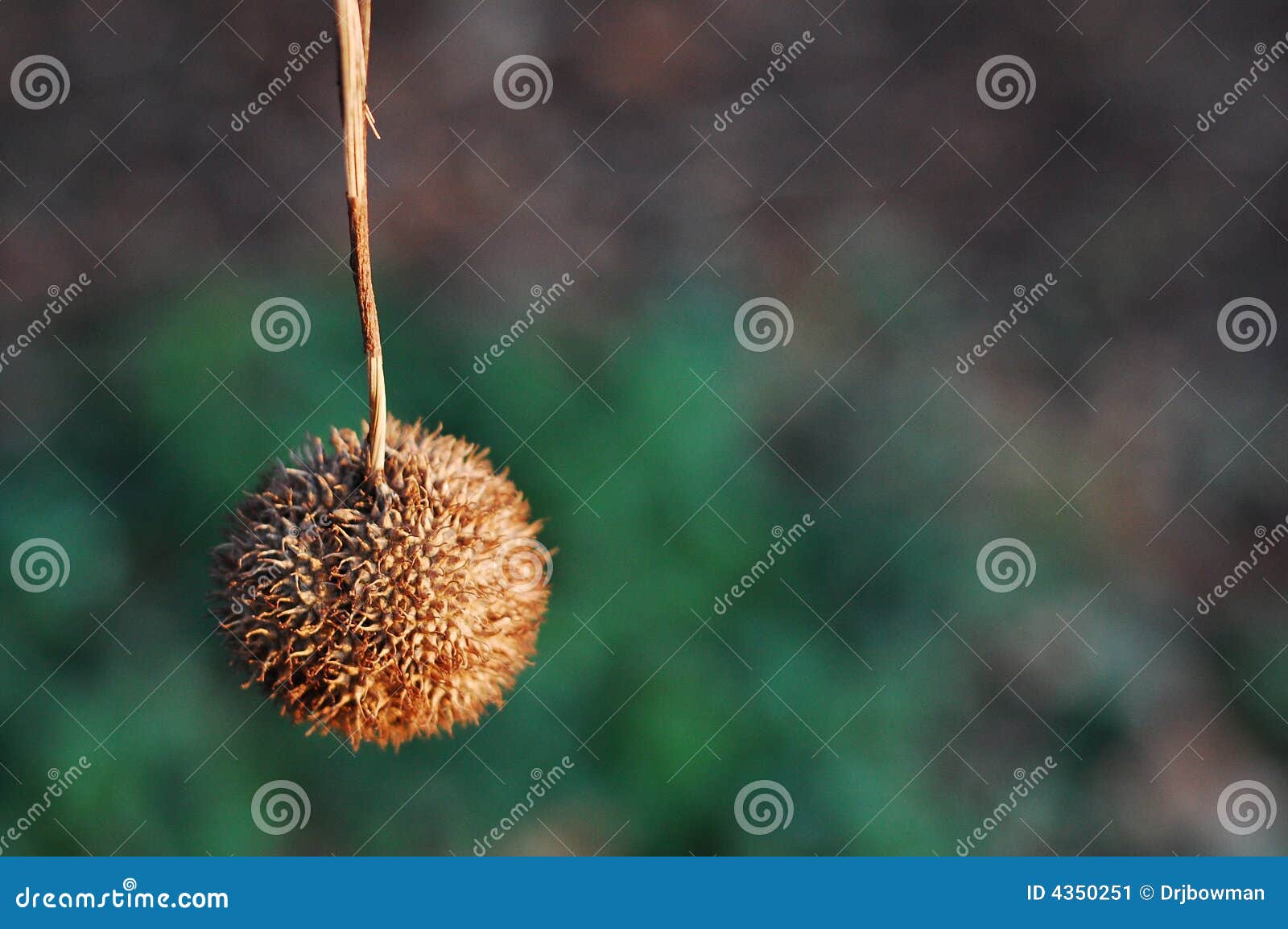Plane tree seed pod stock image. Image of nature, wood - 4350251