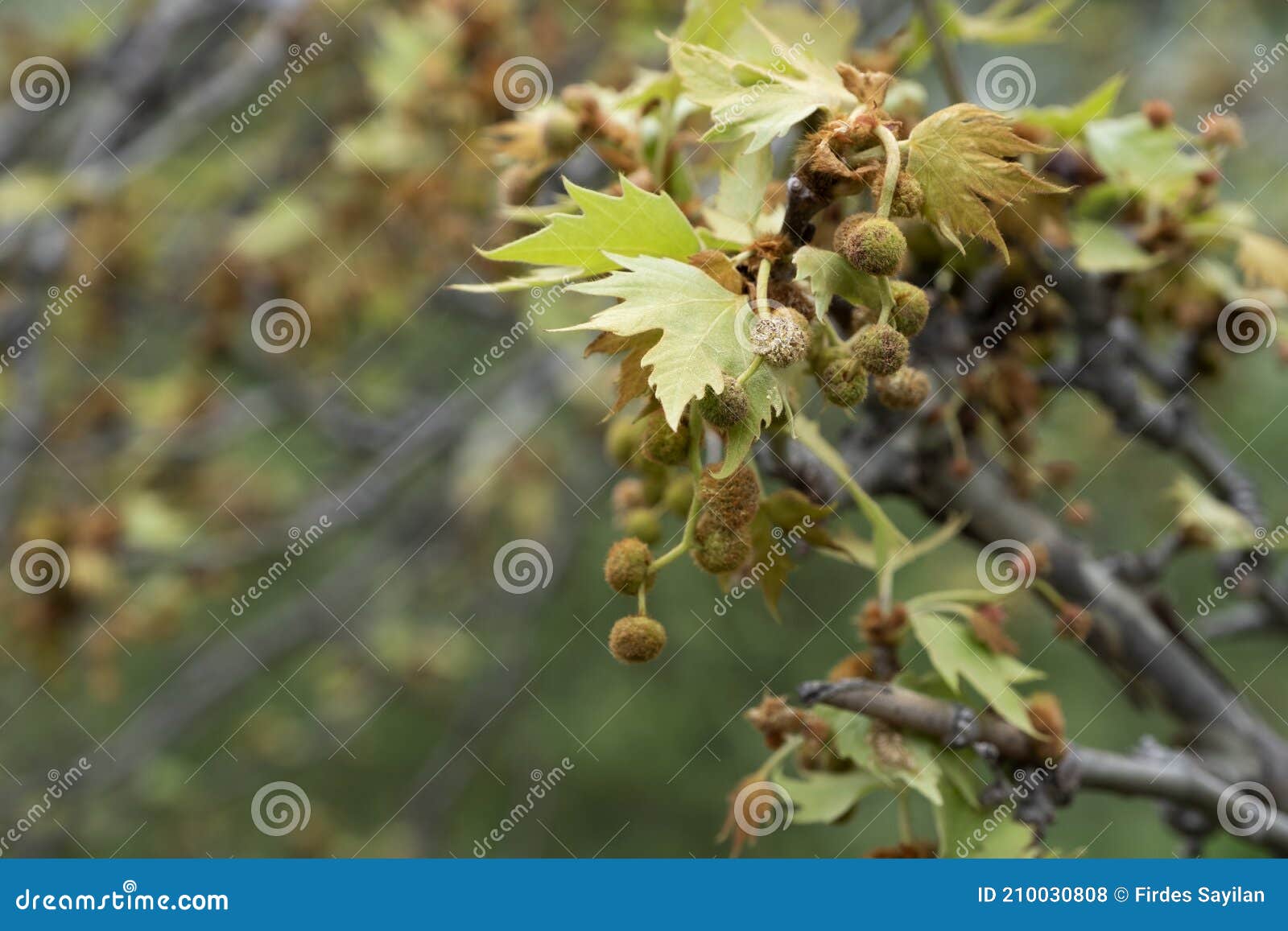 Plane Tree and Seeds on Branch Stock Photo - Image of outdoors, detail ...