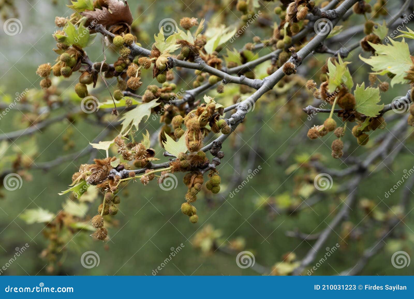 Plane Tree and Seeds on Branch Stock Image - Image of mapleleaved ...