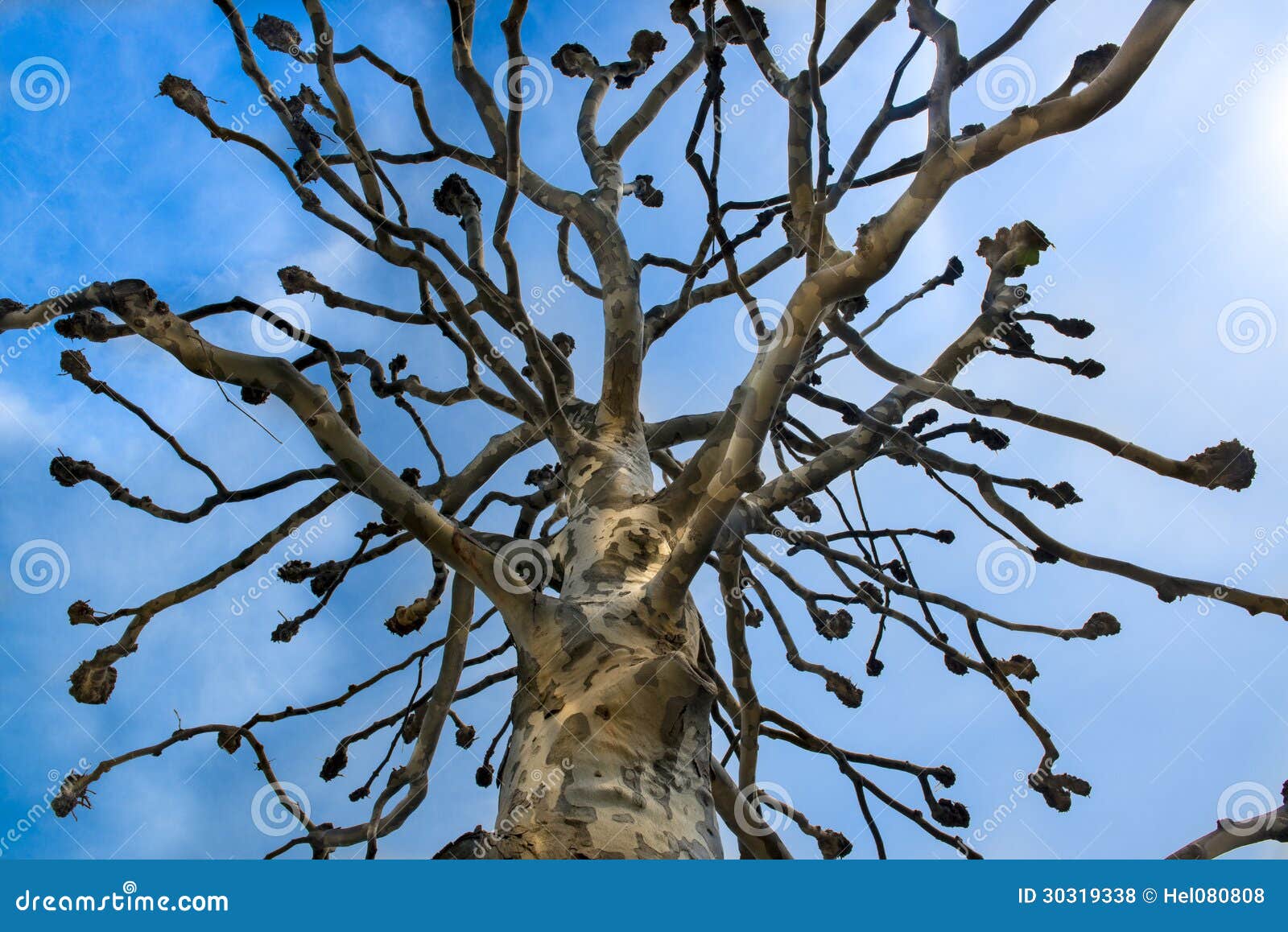 Plane Tree in early spring stock photo. Image of branches - 30319338