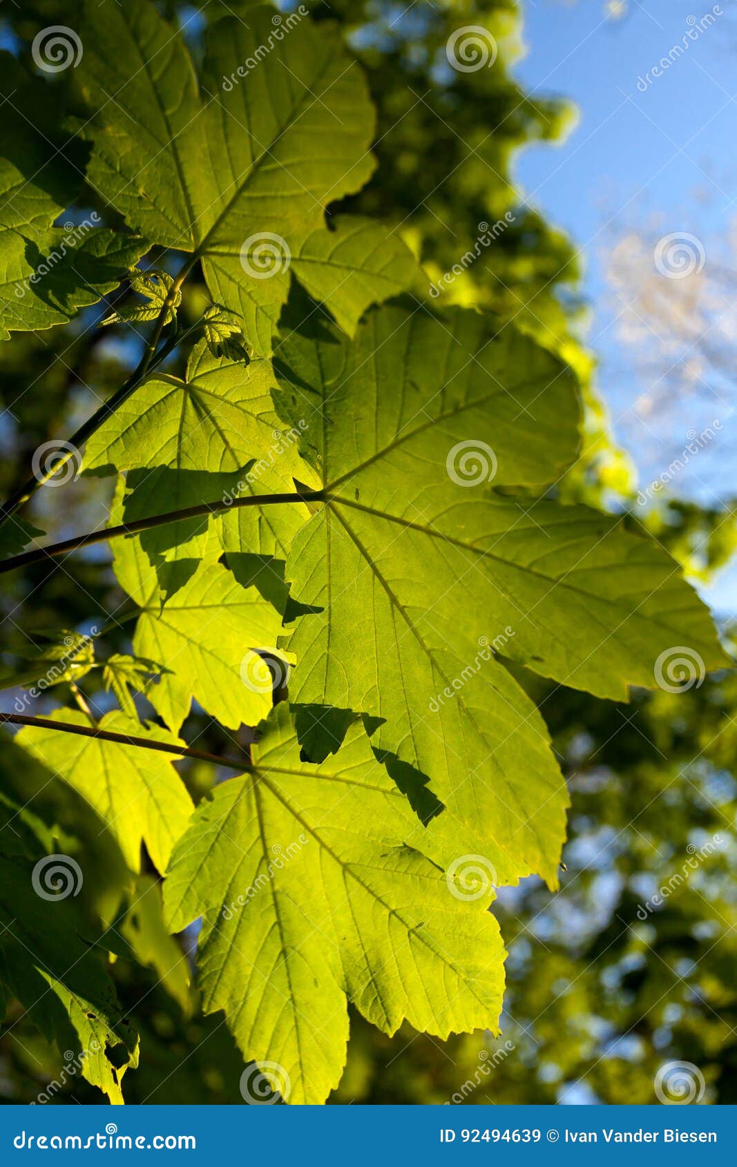Plane tree spring leaf stock image. Image of leaves, background - 92494639