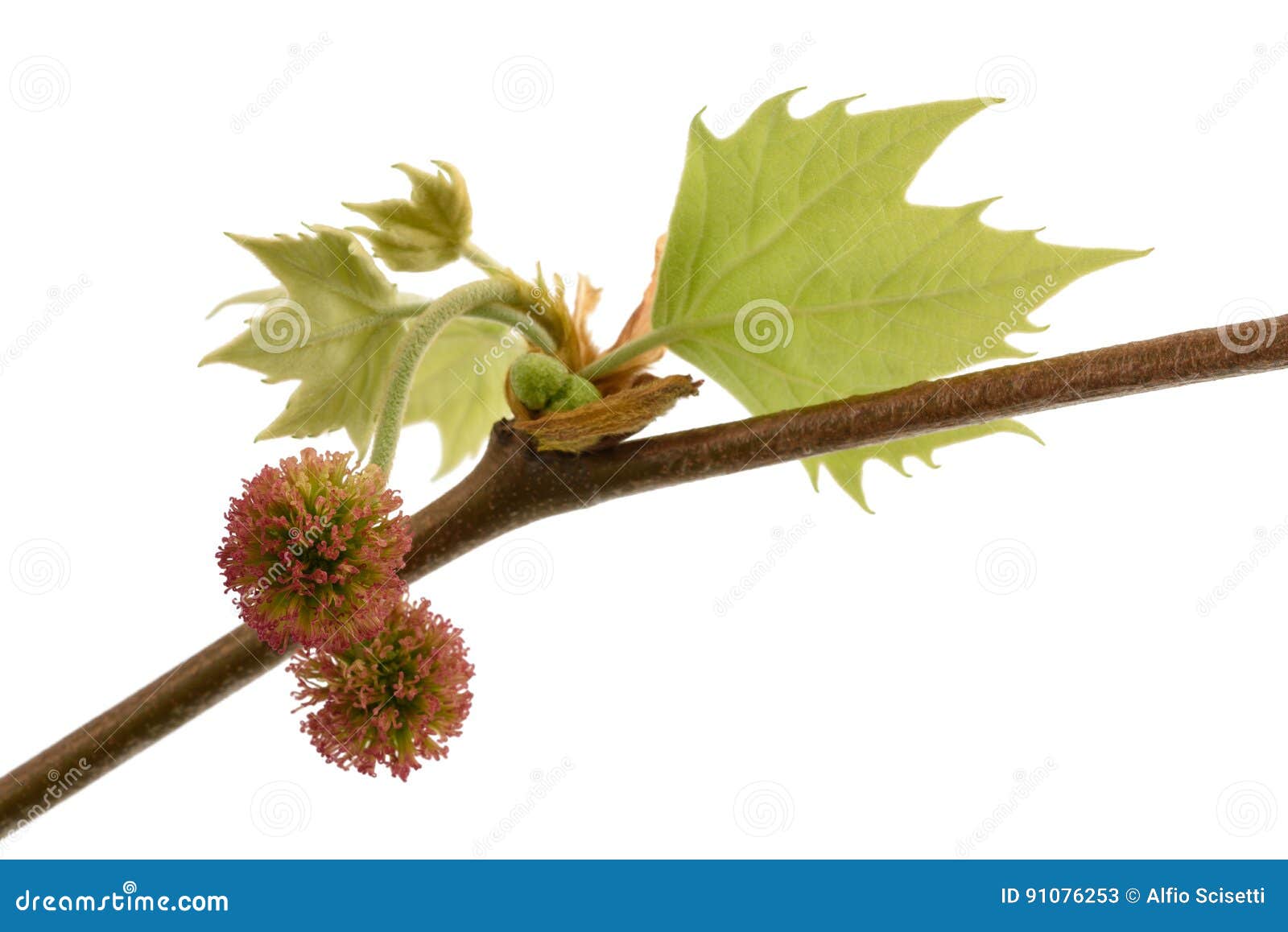 Plane tree, sycamore stock image. Image of fruit, forest - 91076253