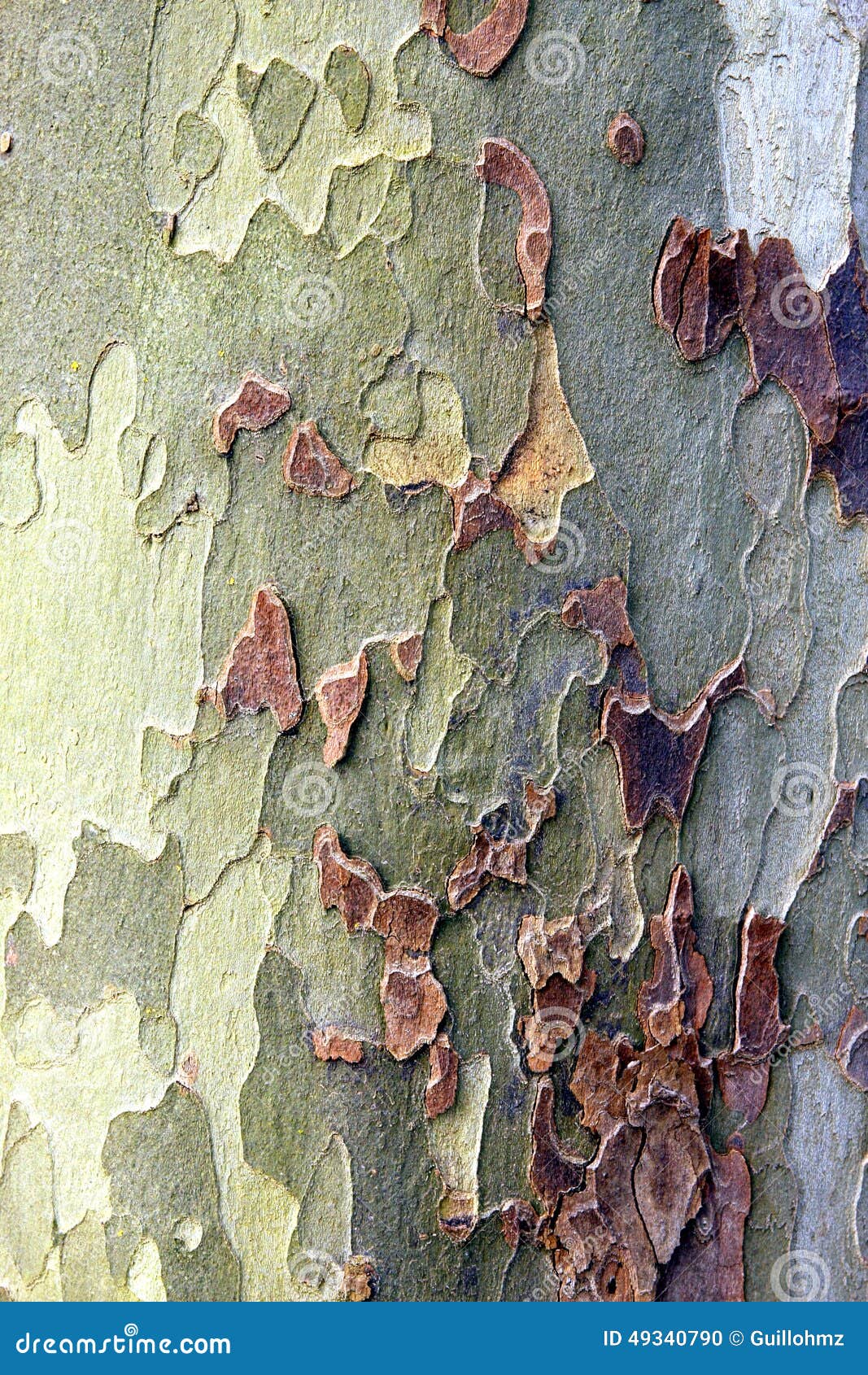 Plane tree texture stock photo. Image of trunk, green - 49340790