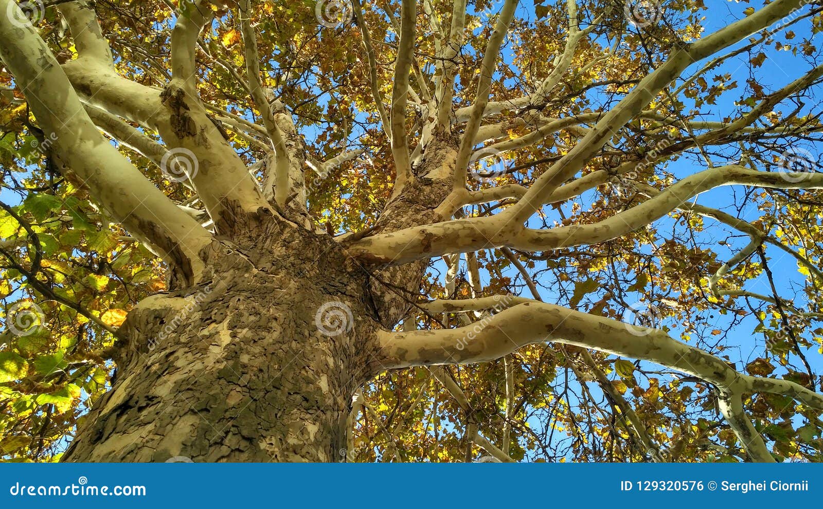 Plane Tree Trunk with Branches and Fall Foliage Stock Photo - Image of ...
