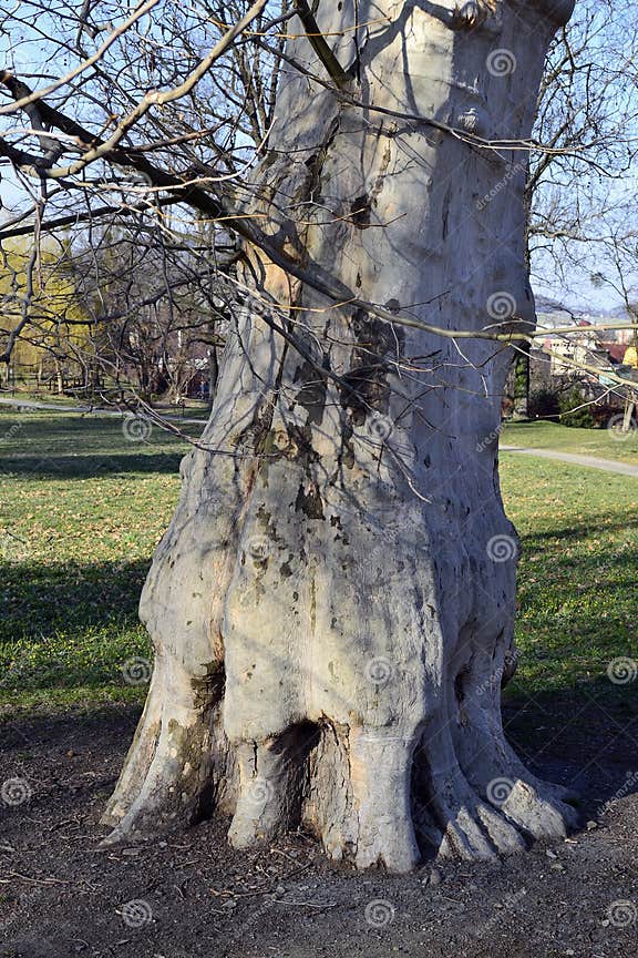 Plane Tree Trunk in the Park Stock Photo - Image of plants, details ...