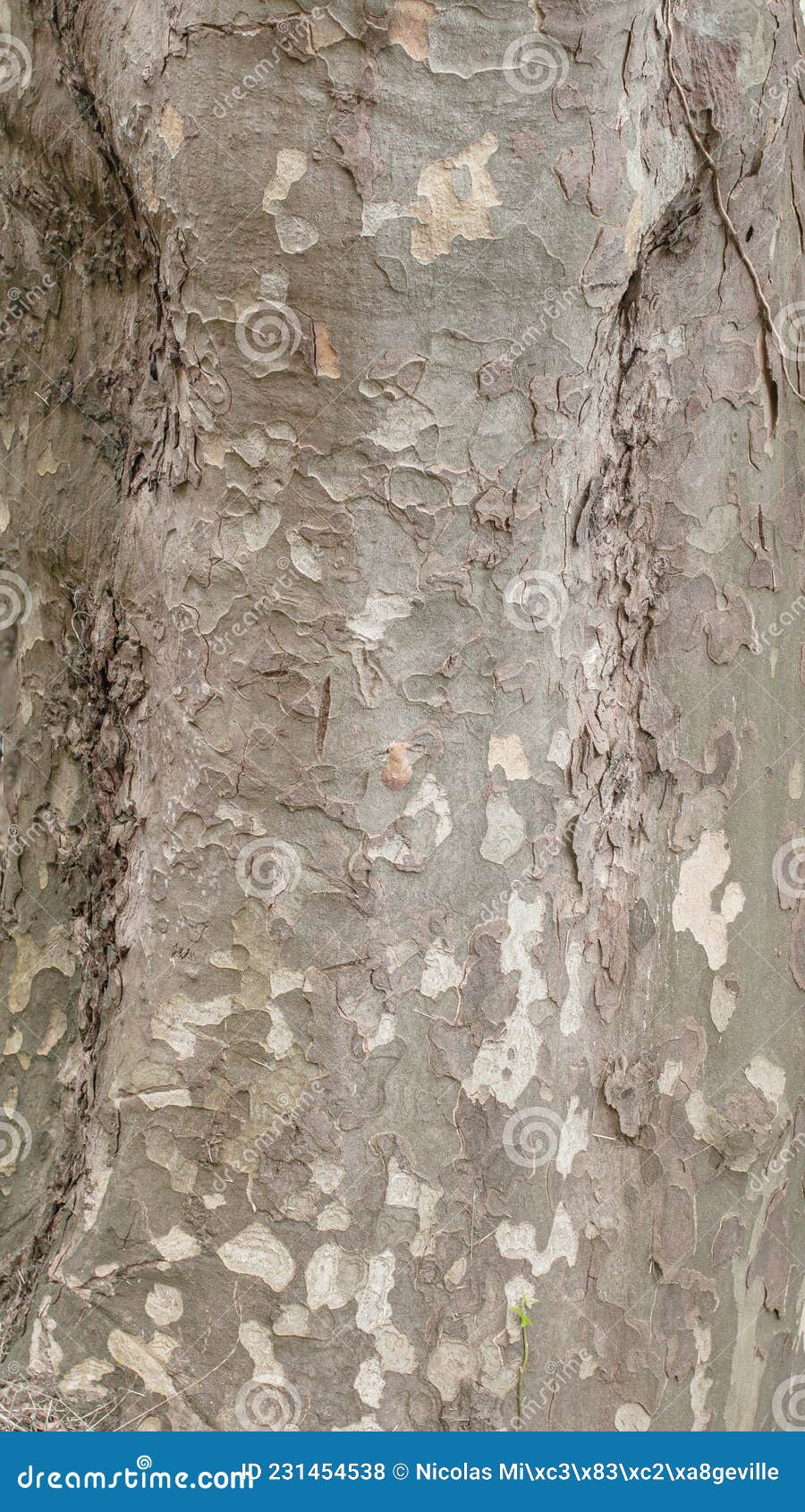 Plane Tree Trunk Texture 2 for Background, Wallpaper, Material Stock ...