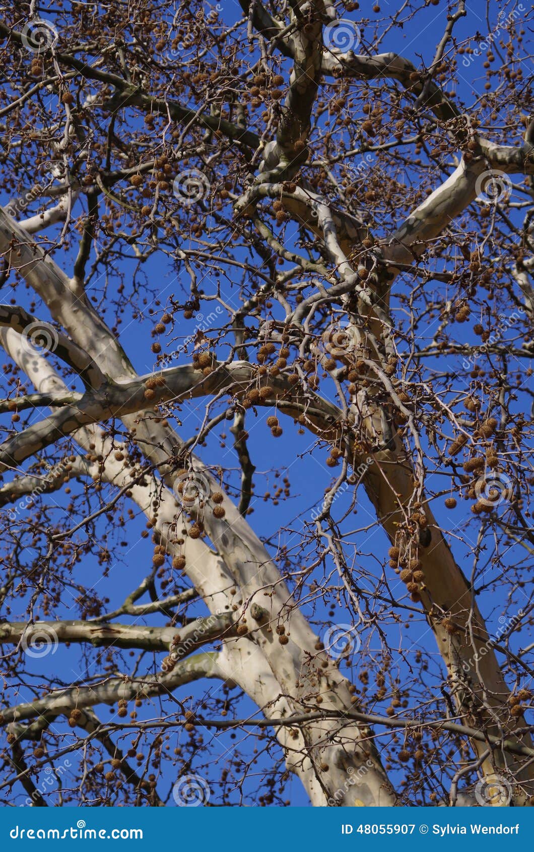 Plane tree stock image. Image of nature, color, deciduous - 48055907
