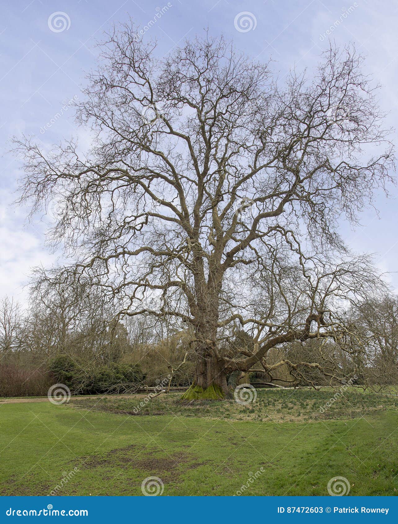 Plane Tree in winter stock image. Image of england, giant - 87472603