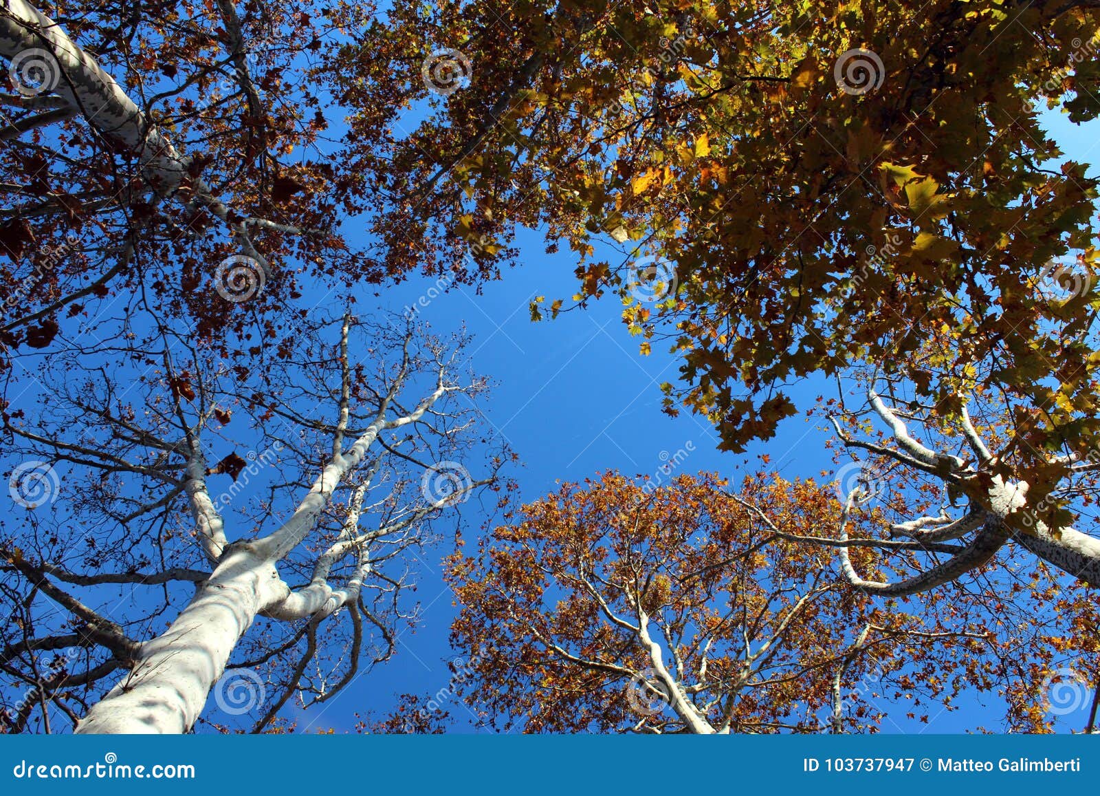 Plane Trees Branches Seen from Below Against Blue Sky in Autumn Stock ...