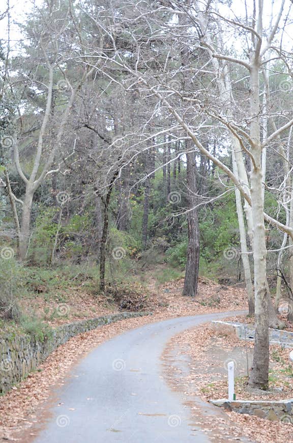 Plane Trees in the Eponymous Forest Excursion Area in the Troodos ...