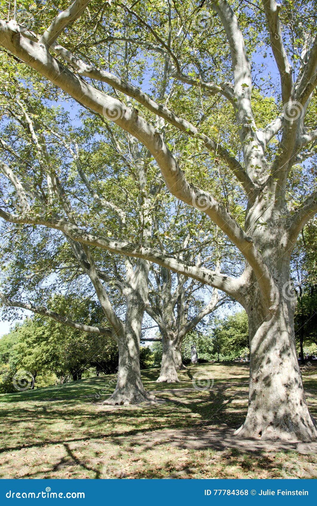 Plane Trees stock photo. Image of tree, plane, park, sycamore - 77784368