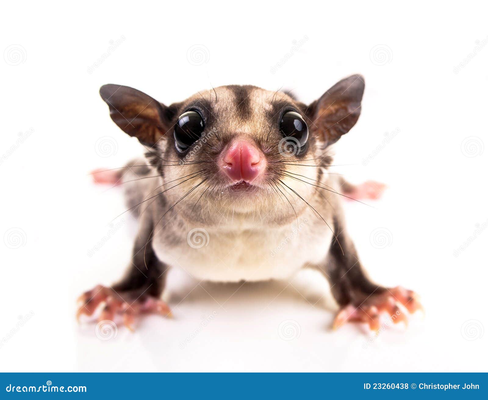 Planeador del azúcar foto de archivo. Imagen de blanco - 23260438