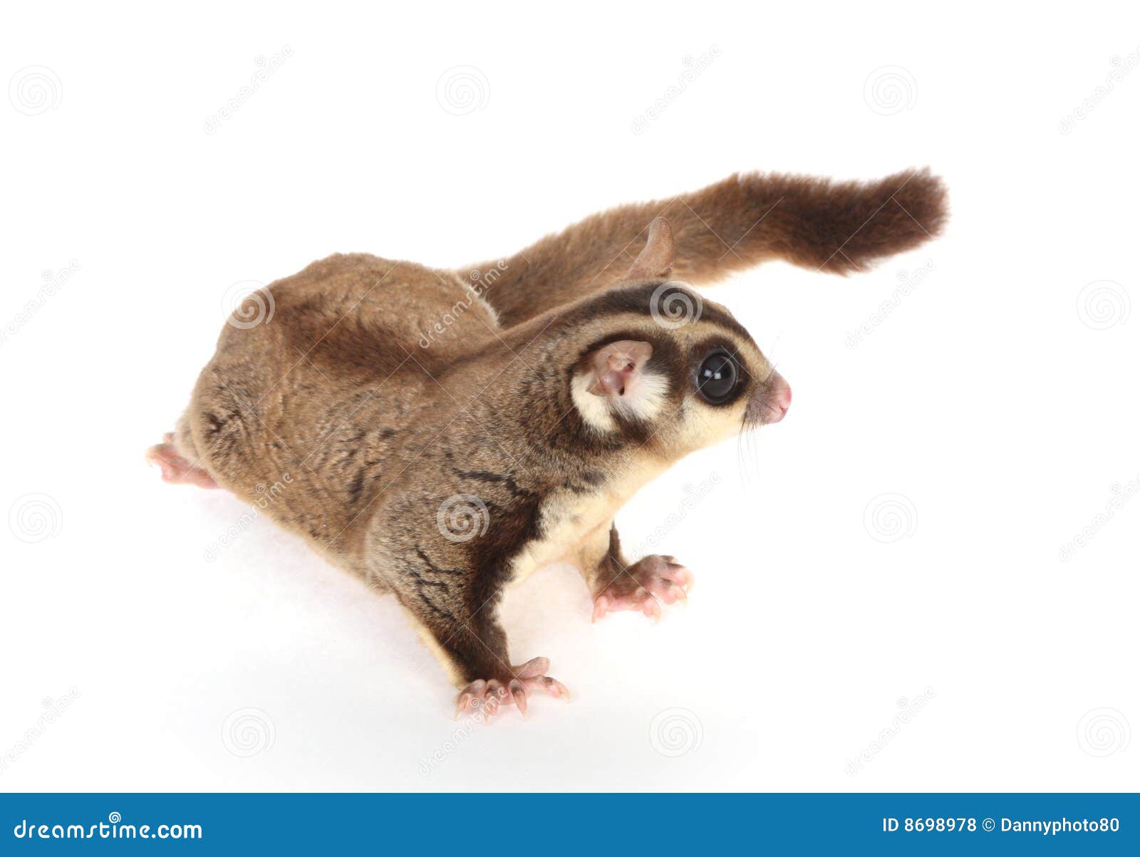 Planeador del azúcar foto de archivo. Imagen de ojos, cubo - 8698978