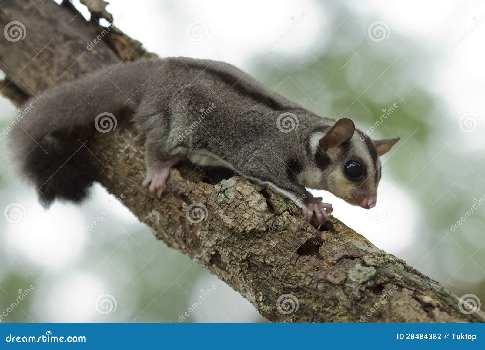 Planeador Del Azúcar, Ardilla De Vuelo Foto de archivo - Imagen de ...
