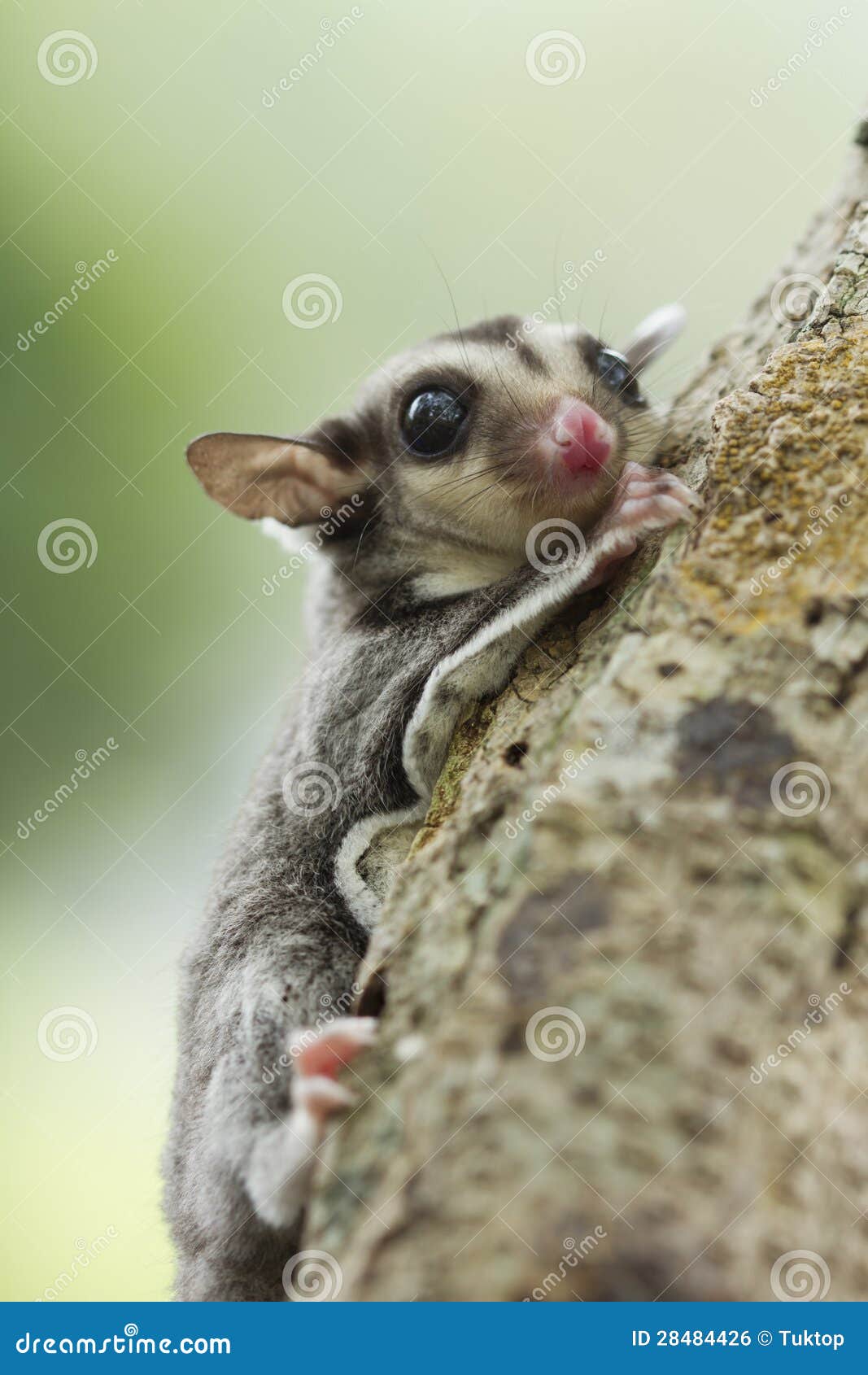 Planeador Del Azúcar, Ardilla De Vuelo Foto de archivo - Imagen de ...