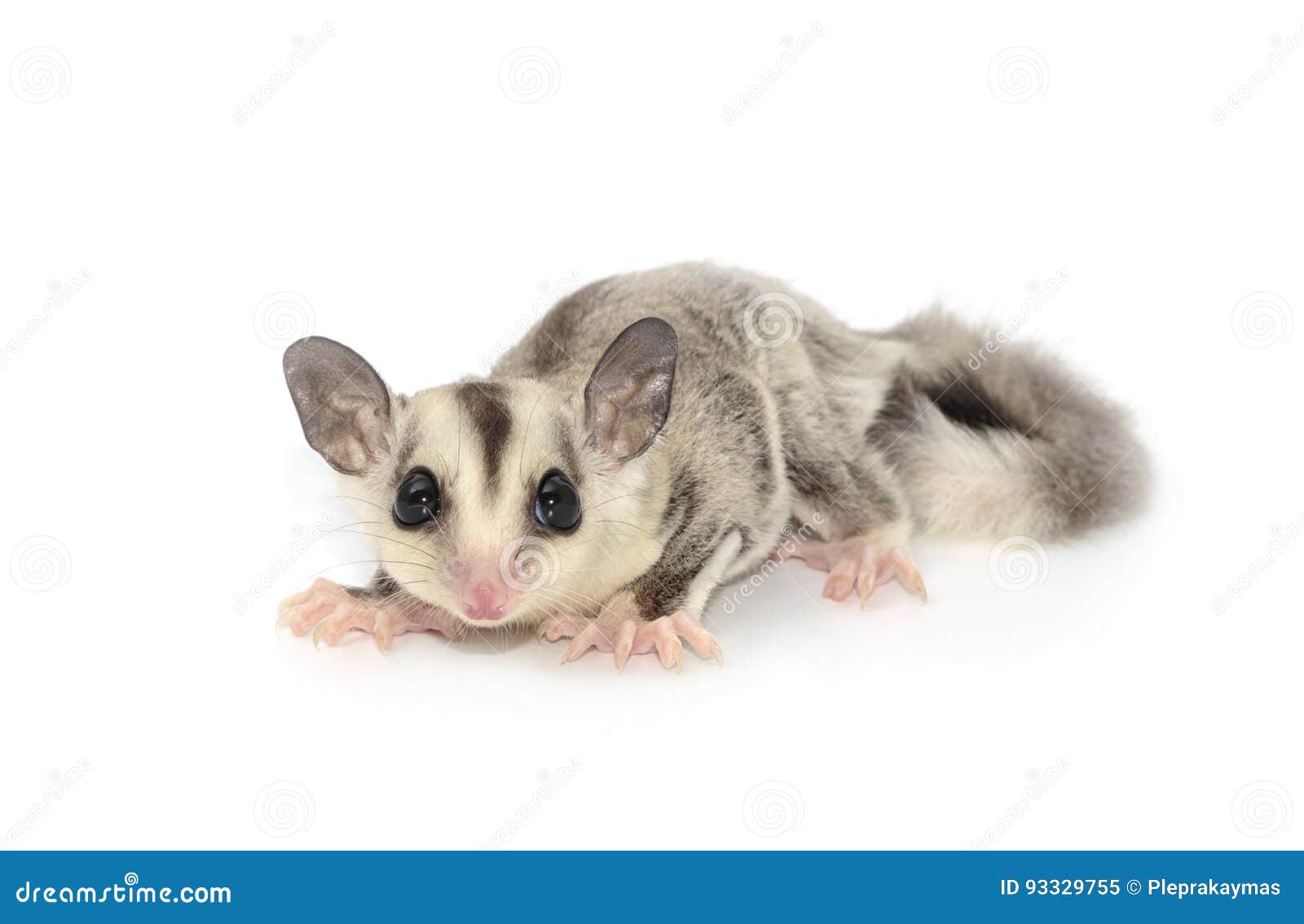 Planeador Lindo Del Azúcar Petaurus Breviceps Imagen de archivo ...