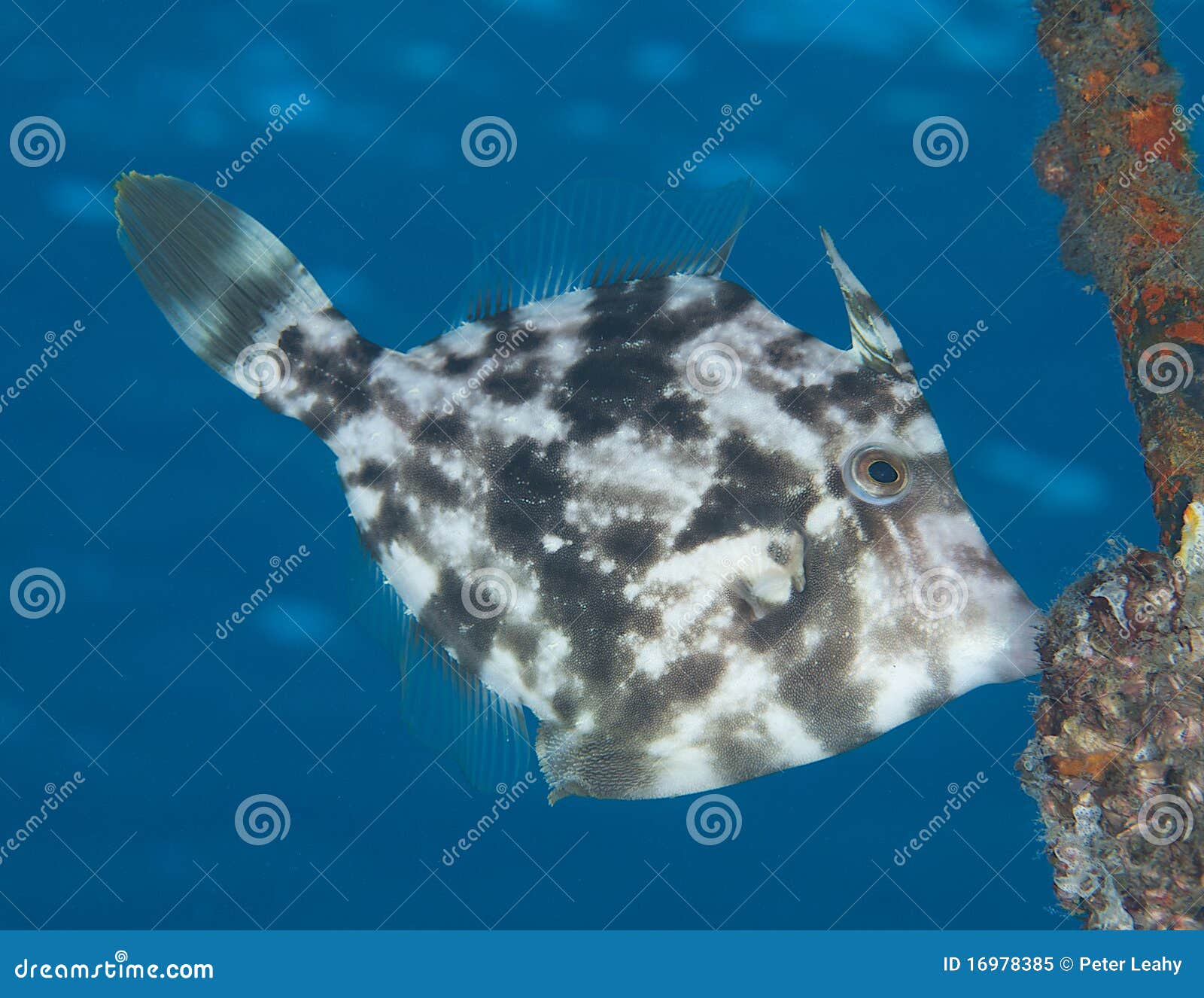 Planehead Filefish stock image. Image of jacknife, biology - 16978385