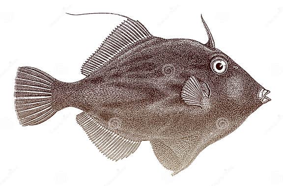 Planehead Filefish Stephanolepis Hispida in Side View Stock ...