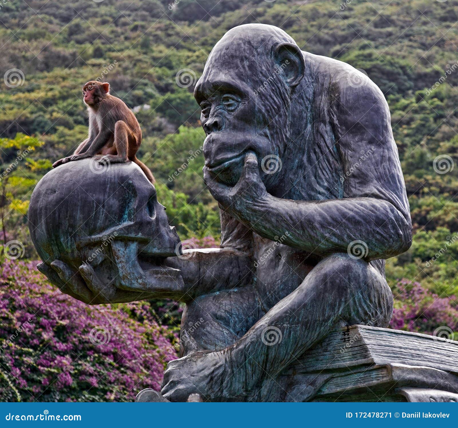 Planet of the apes stock image. Image of monkeys, pensive - 172478271