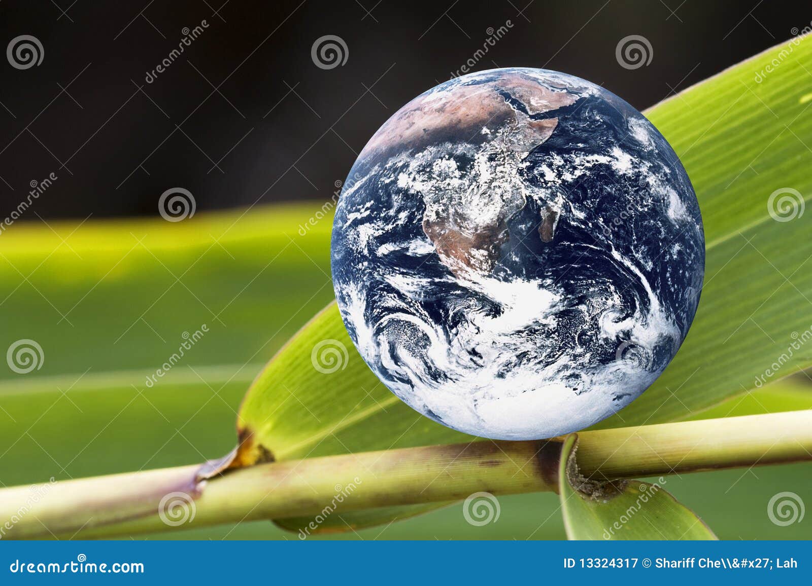 Planet Earth on Green Bamboo Leaf Stock Image - Image of nature ...