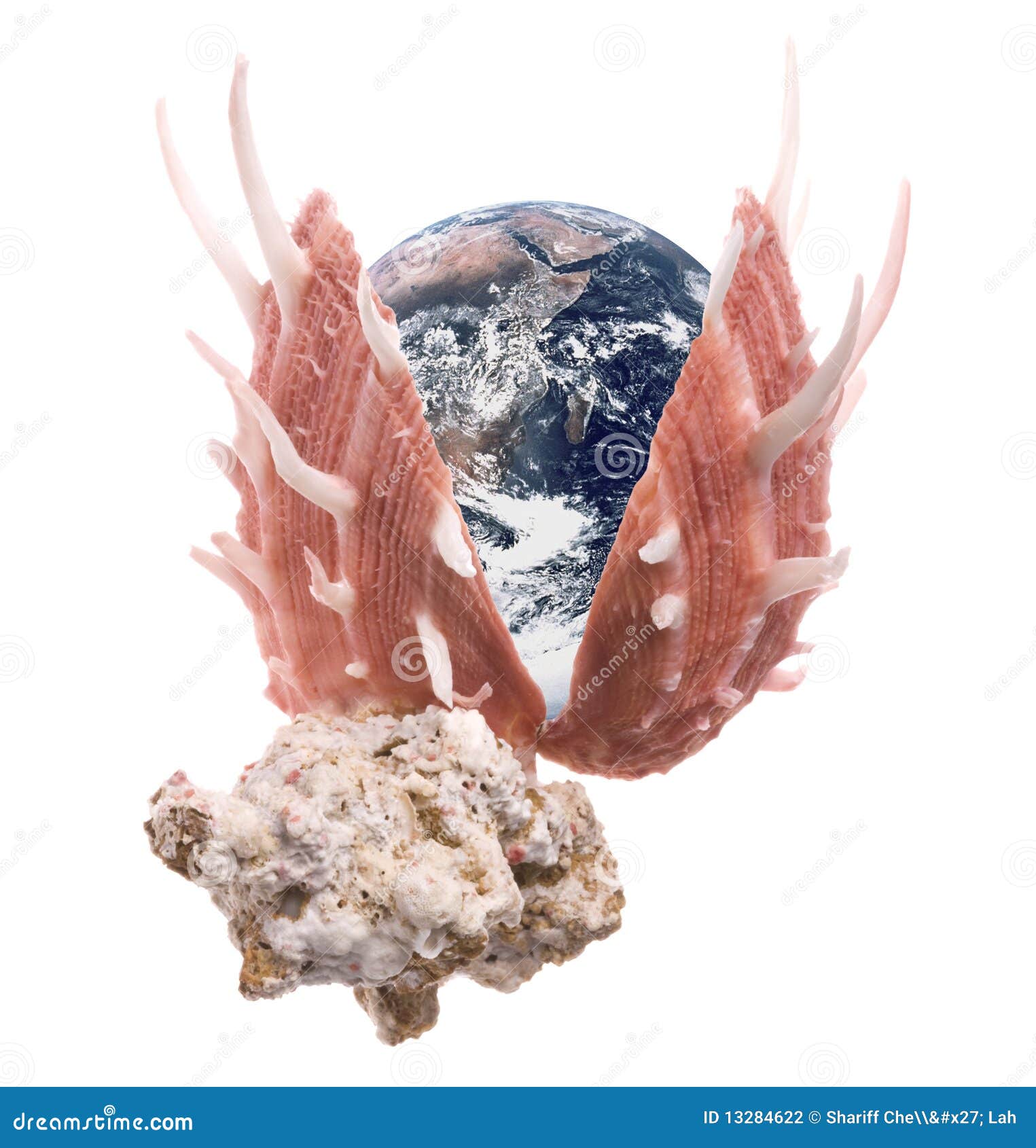 Planet Earth Sea Shell Macro Isolated Stock Photo - Image of continents ...