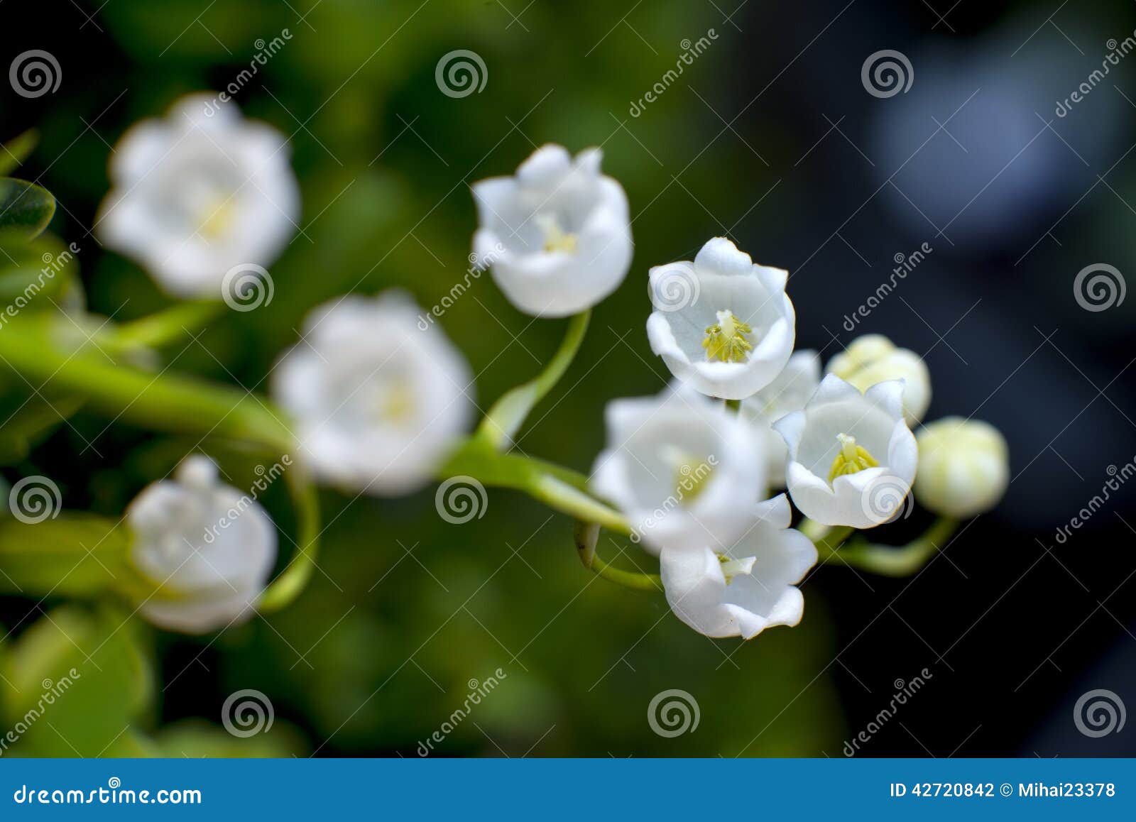 Planet of the flowers stock photo. Image of incredible - 42720842