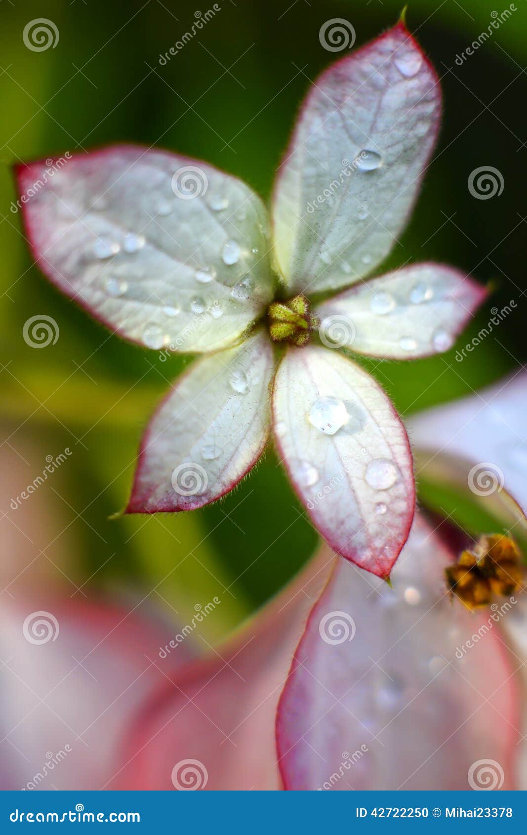 Planet of the flowers stock photo. Image of planet, close - 42722250